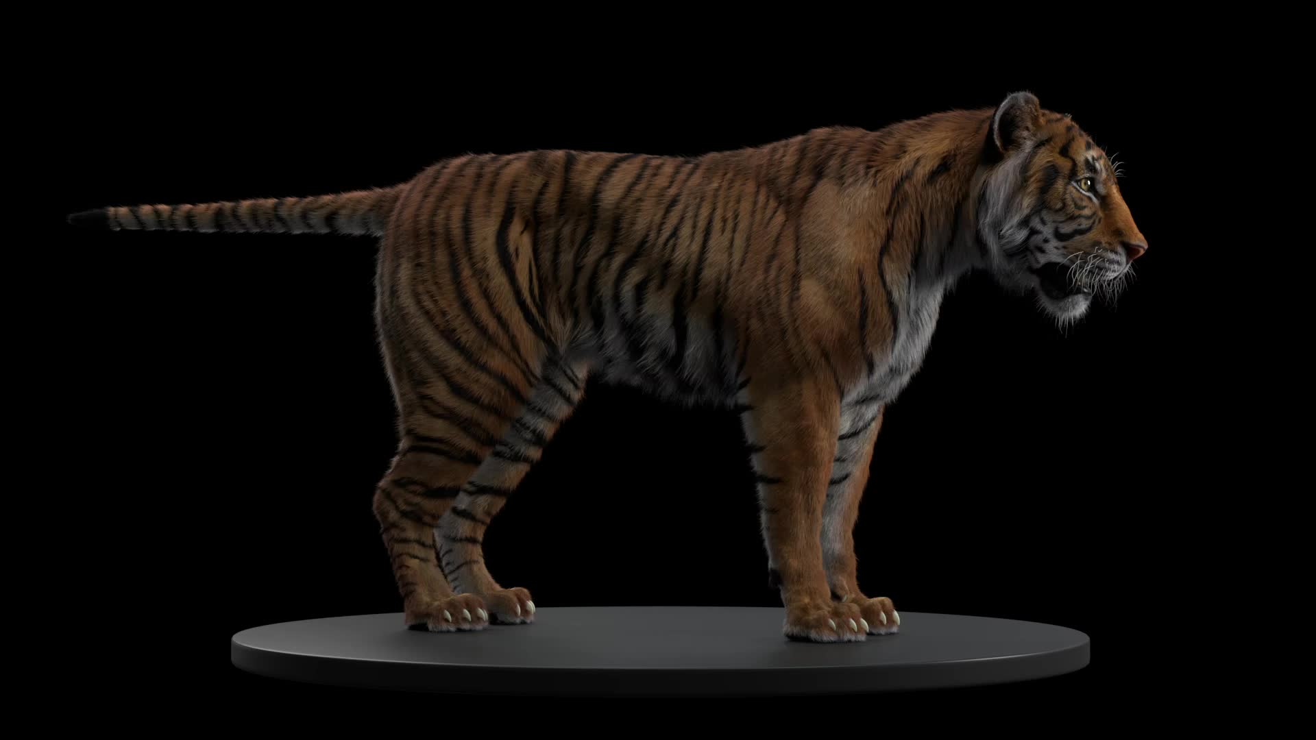 Tigers Bengal Leanbh Gleoite Introducing Bengal Tiger 🐯 YouTube