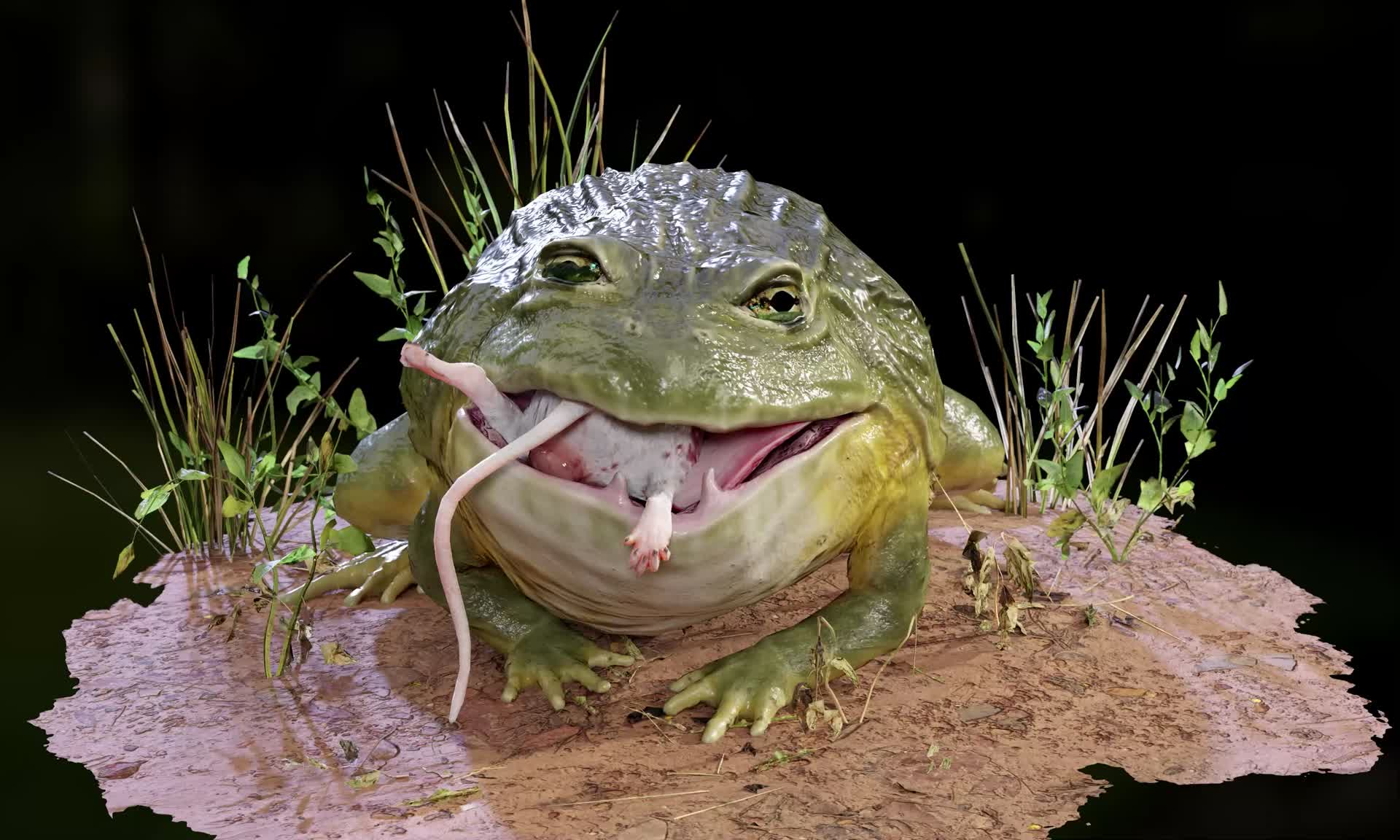 African Bullfrog Teeth