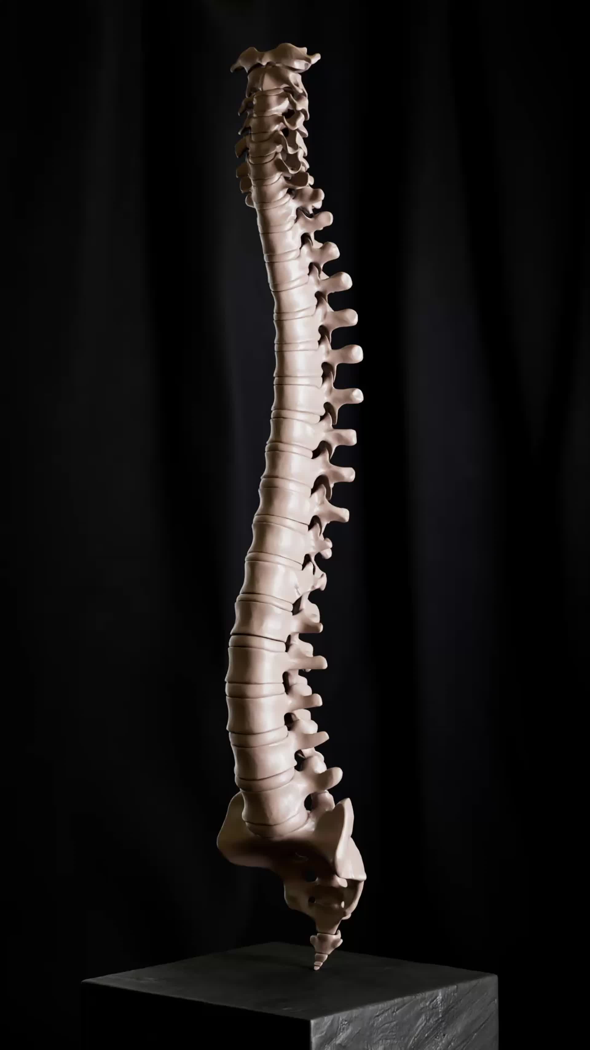 Real Spine Bones