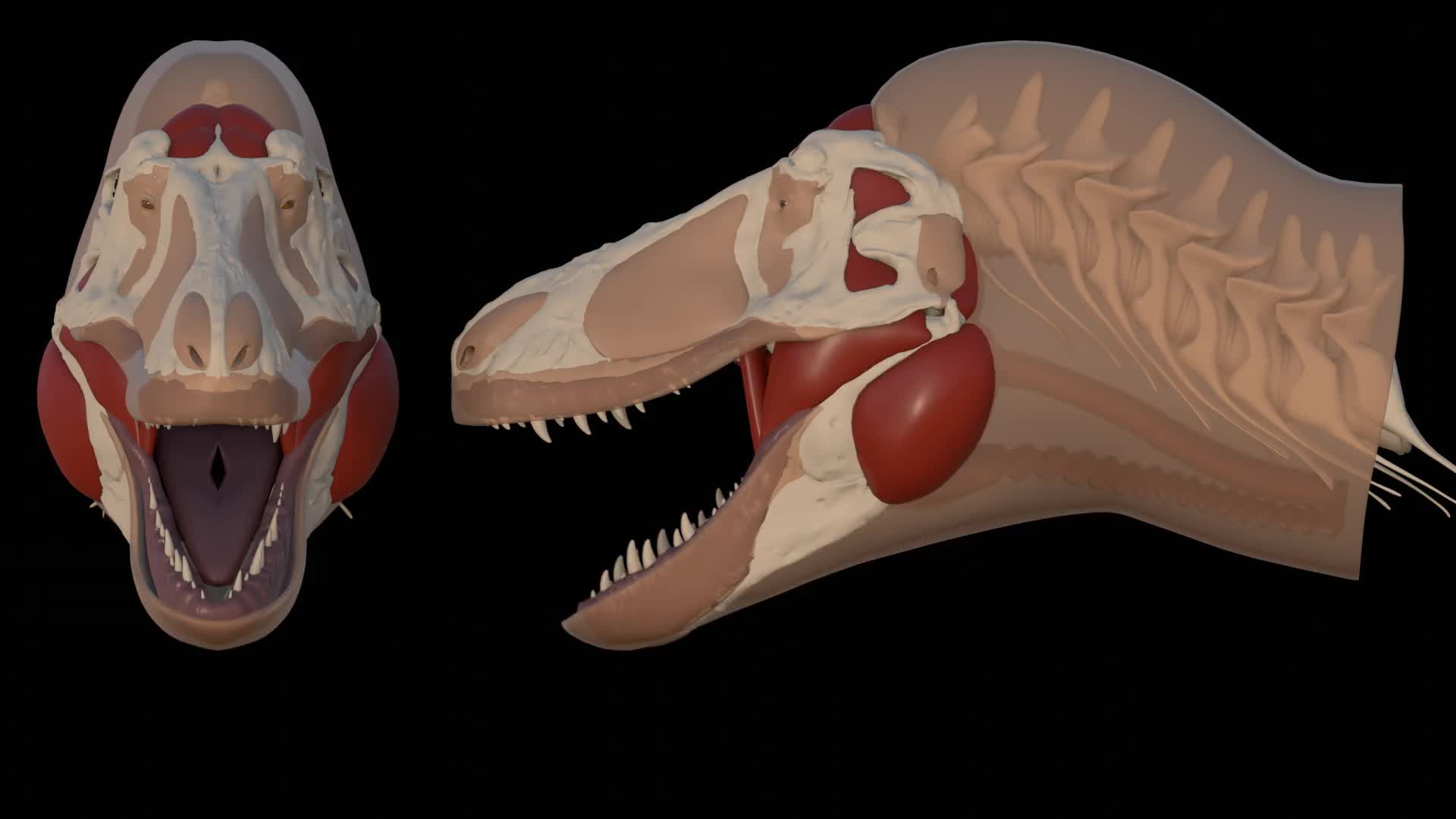 Tyrannosaurus Rex Musculature