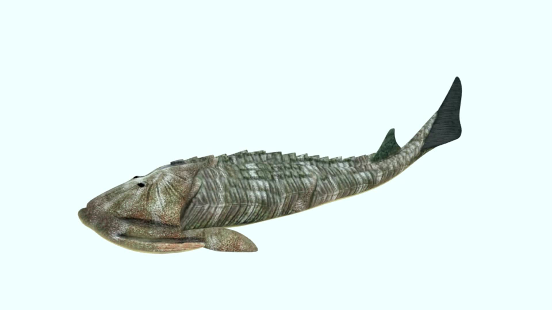 Hemiciclaspis Hemicyclaspis Is An Ostracoderm From The Early Devonian