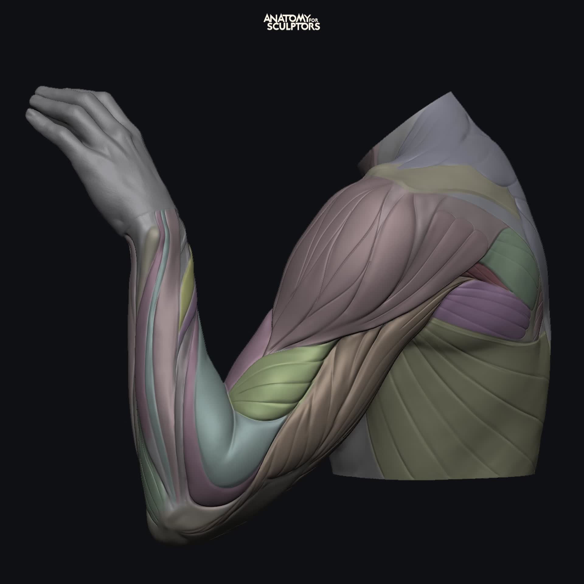 Human Arm Muscles Arm Anatomy Anatomy Reference Arm Muscle Anatomy