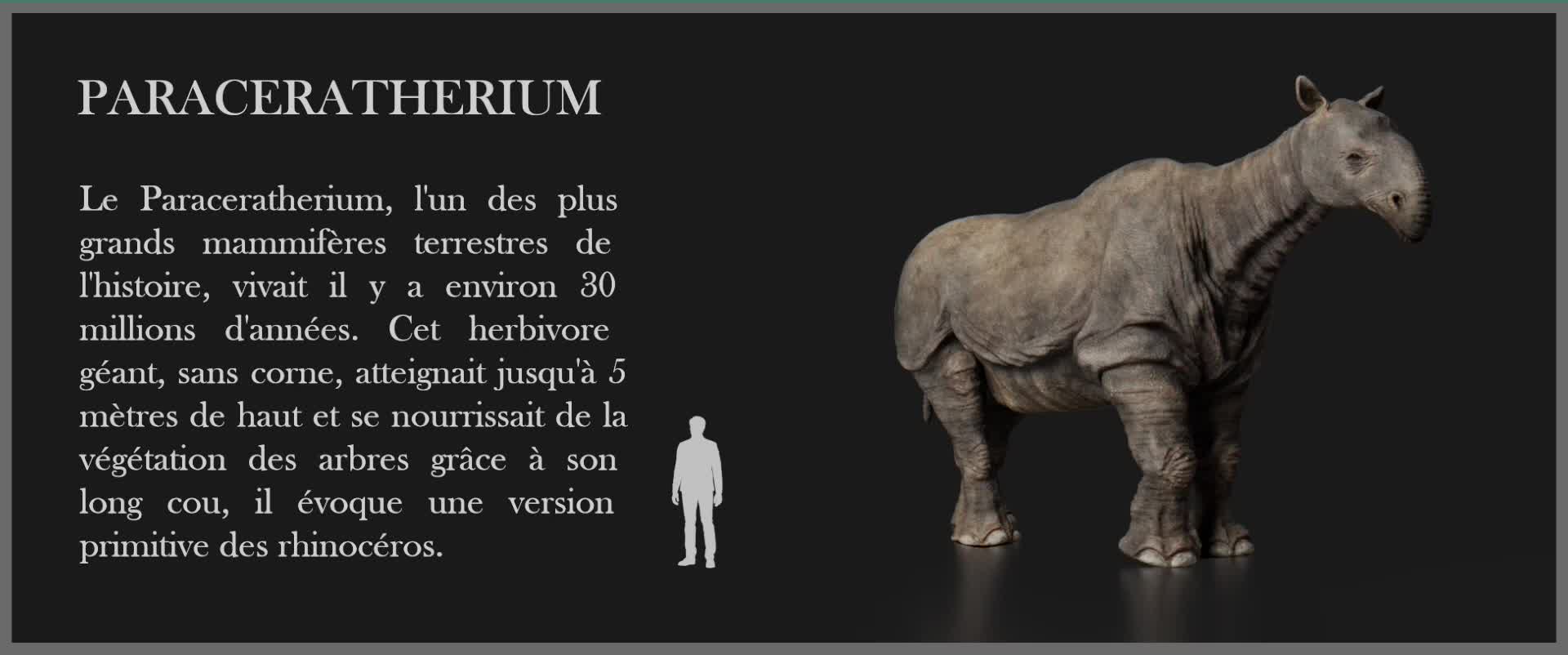 Paraceratherium Size Prehistoric Beast Of The Week: Paraceratherium: